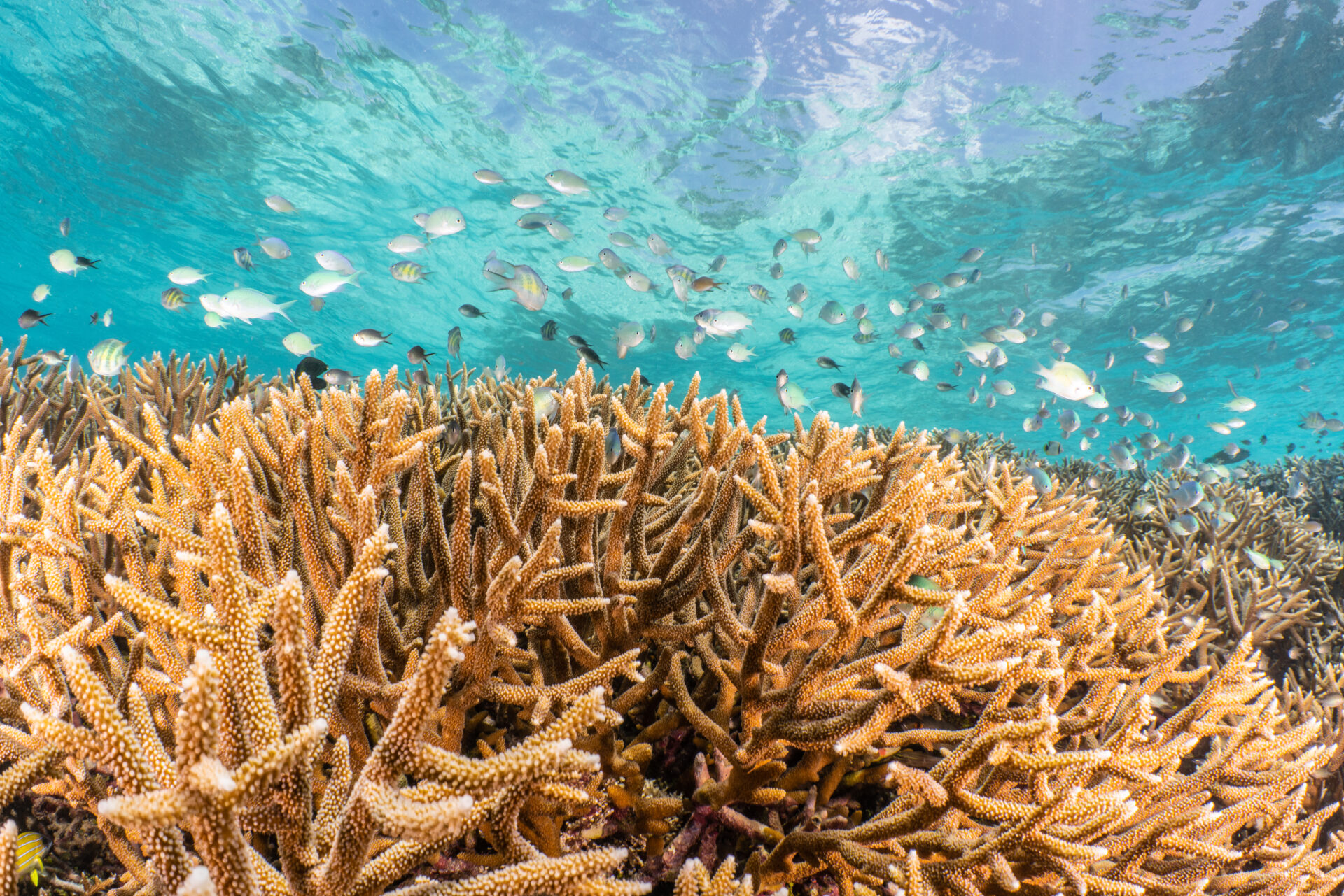 Video - Upholding Palau's "Bul" system for sustainable fisheries – Rare