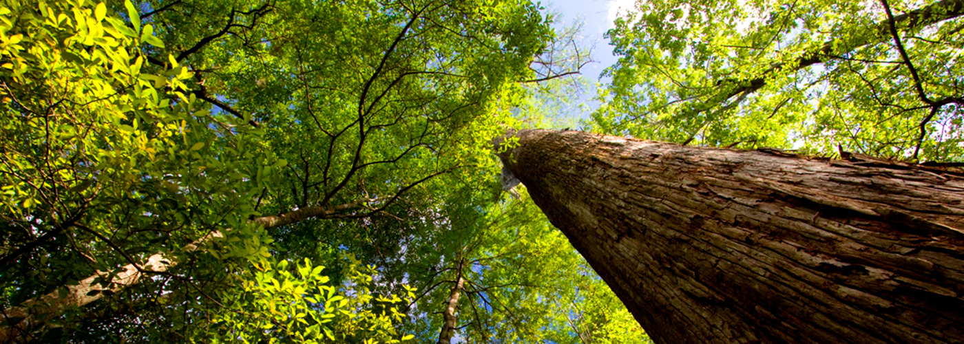 Give to Nature – Rare