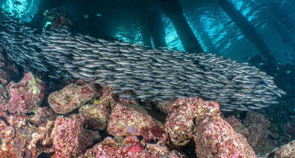 What does the distribution of fish larvae in the ocean tell us? – Rare