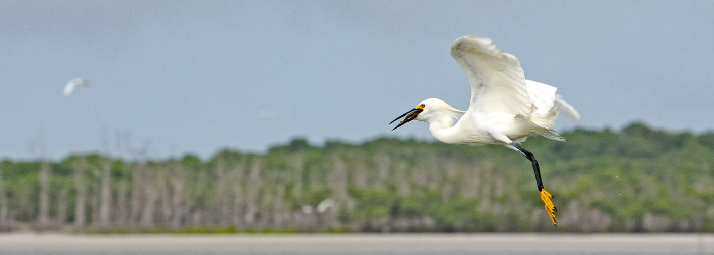 Rare is a Nonprofit that Supports Biodiversity and Conservation ...