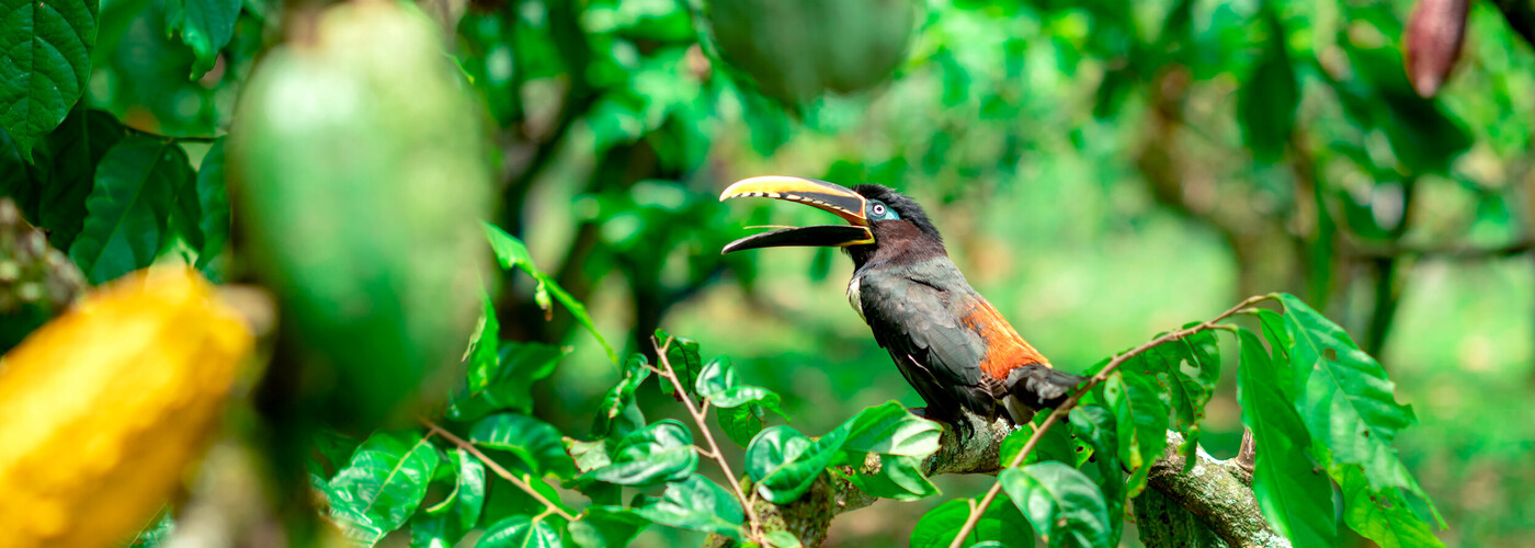 Protecting Biodiversity – Rare