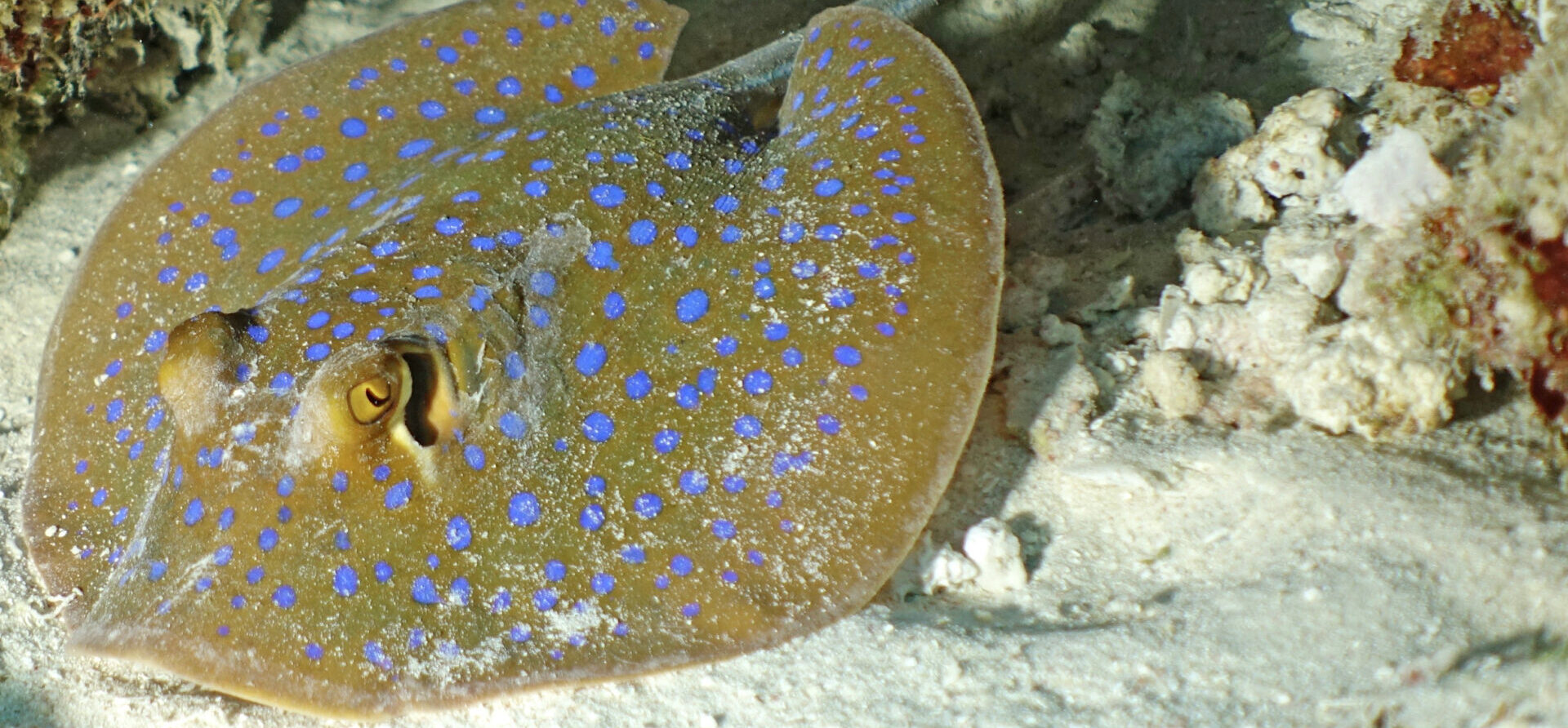 What if we financed the rays like we finance the Rays? – Rare