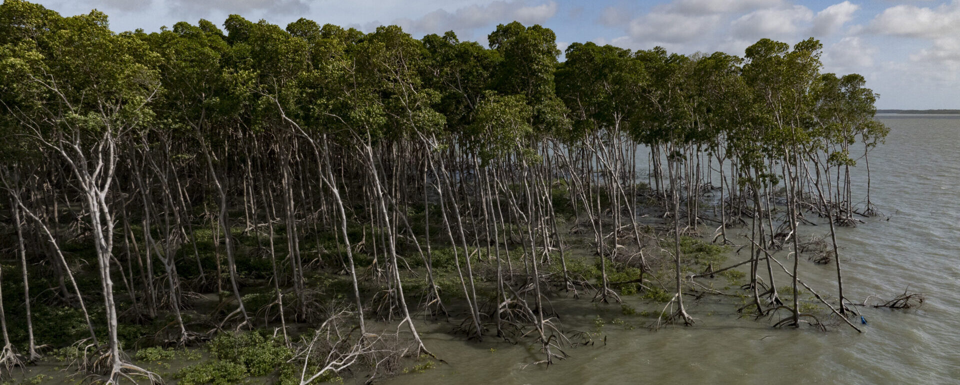 2024 United Nations Climate Change Conference (COP29) – Rare