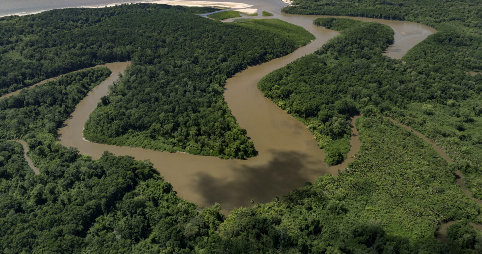 Mangrove conservation efforts | Rare