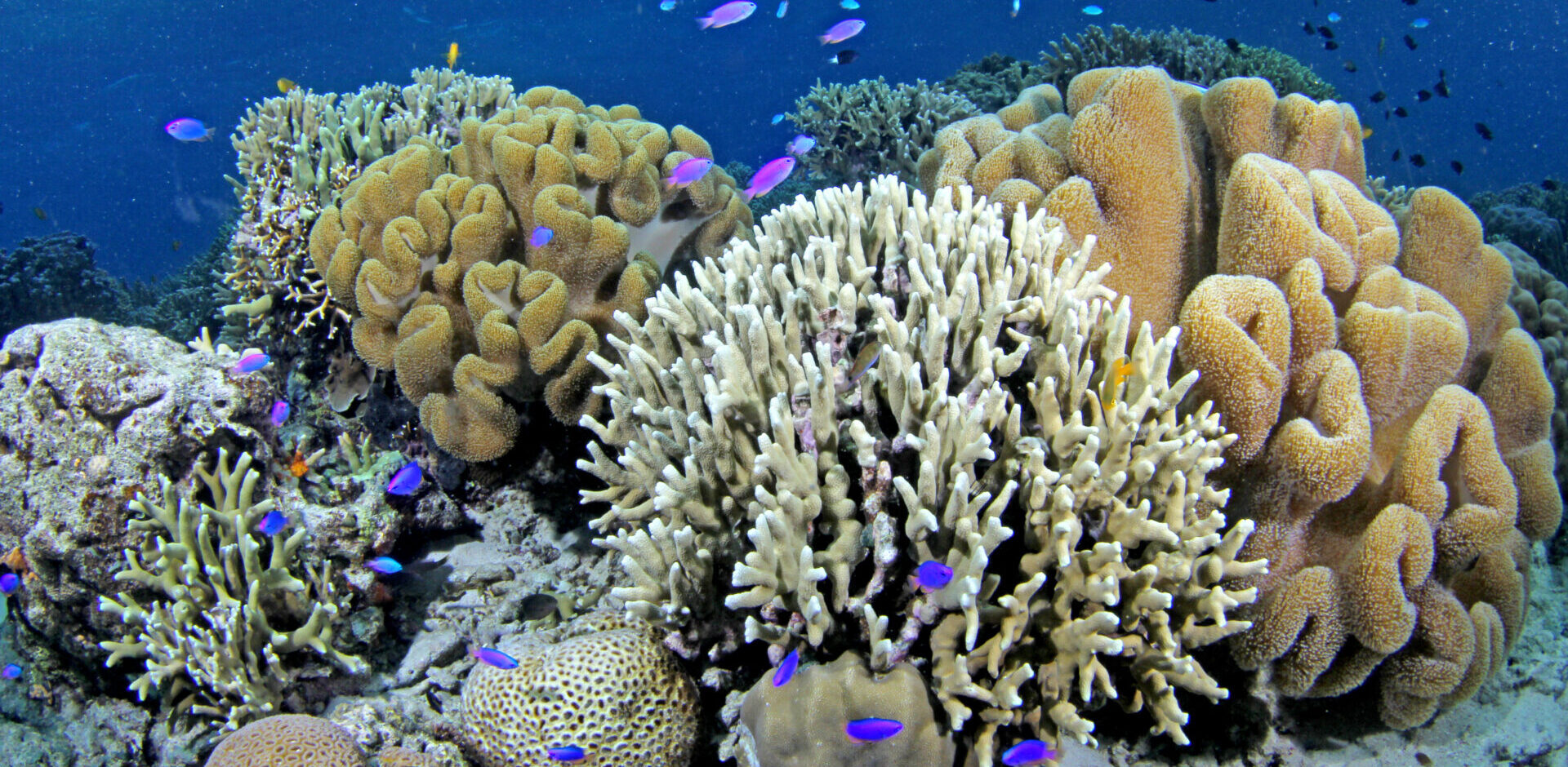 Five reasons to protect the community seas – Rare