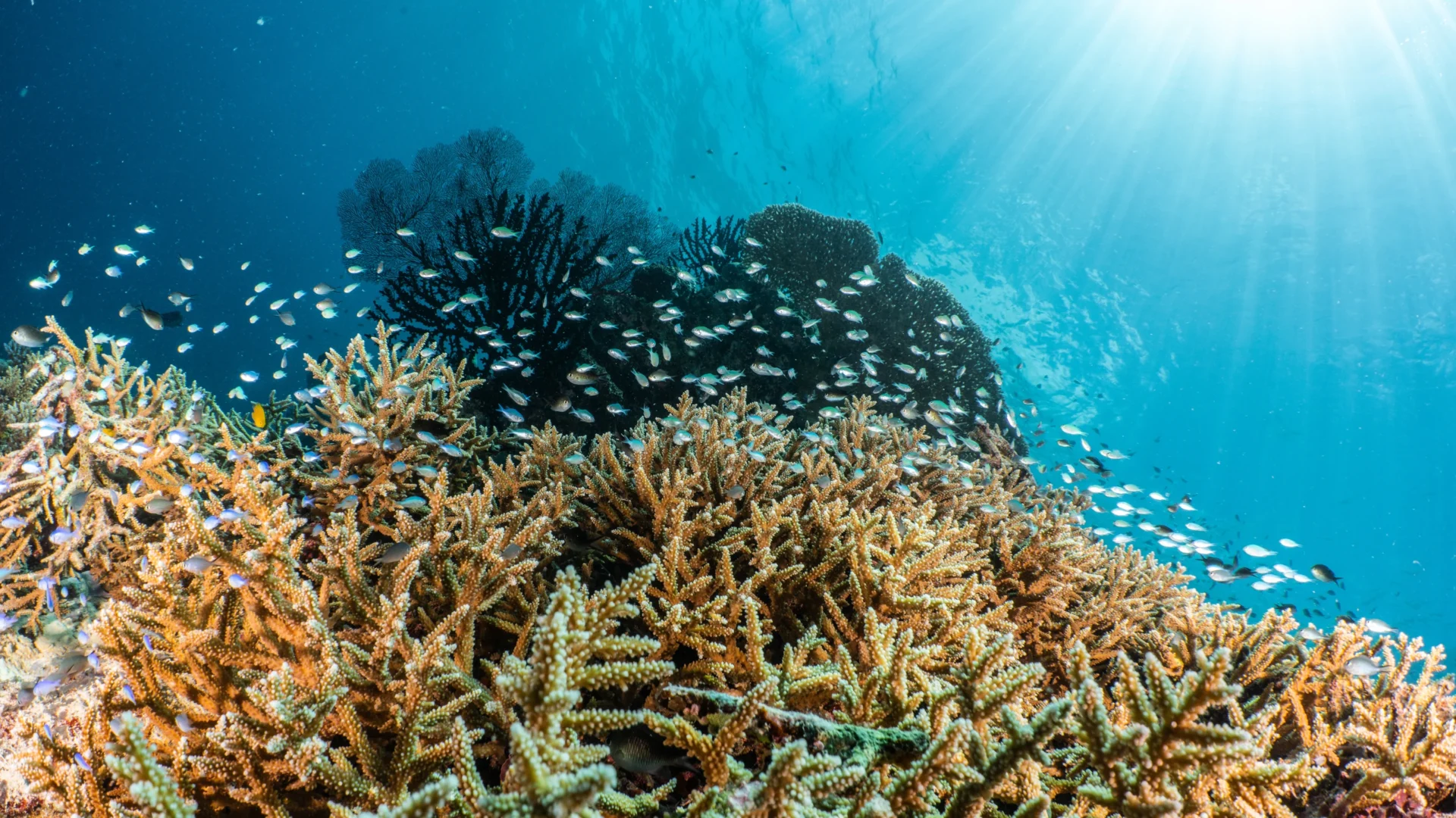 Weaving ancestral traditions with modern fisheries science, the Palauan ...