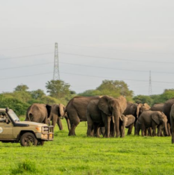 14 of the best nature conservation charities and organizations – Rare