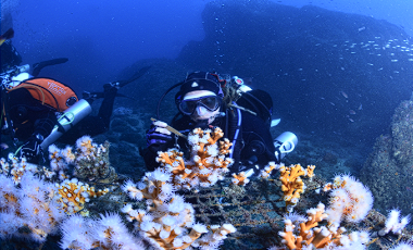 19 of the Best Coral Reef Conservation Charities You Can Support in 2026