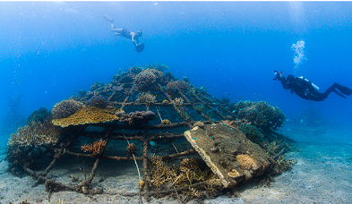 19 of the Best Coral Reef Conservation Charities You Can Support in 2026